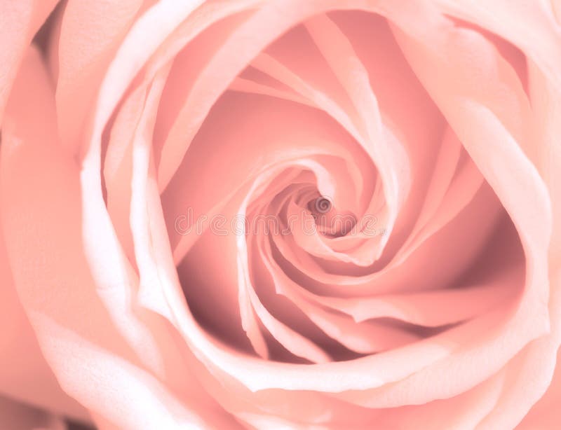 Soft rose stock photo. Image of softness, celebration, romantic - 488172