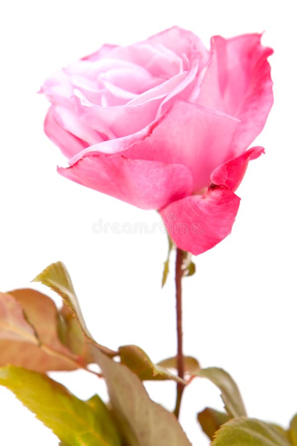 Pink rose stock image. Image of flower, leaves, background - 12285757