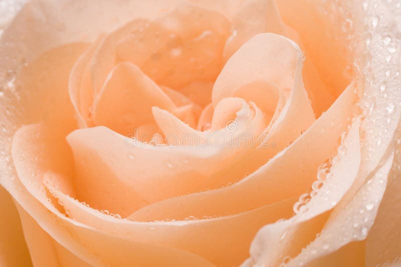 Olga Polyakova (Polyakovs) - Photographer profile