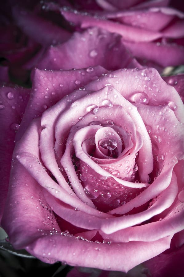 Pink rose stock image. Image of flowers, bunch, valentine - 13156775