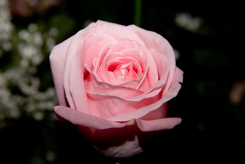Pink rose stock image. Image of spring, colour, bloom, flower - 163995