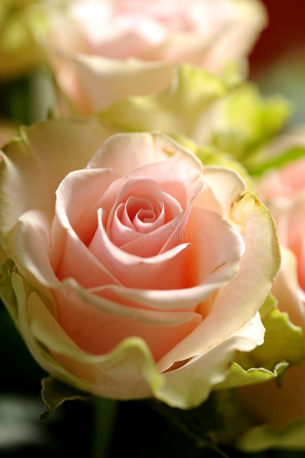 Coral colored roses stock photo. Image of poster, postcard - 214672