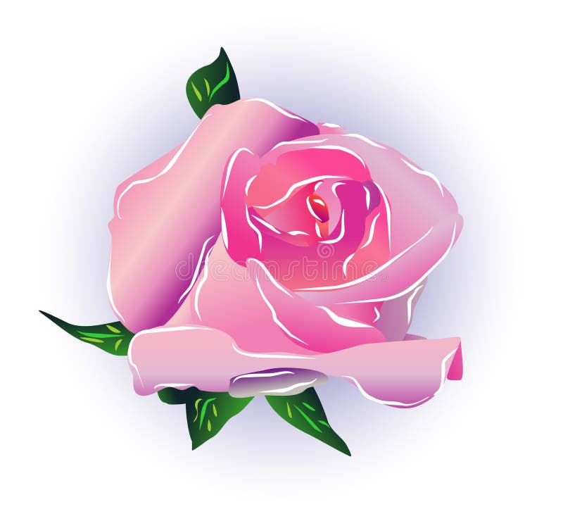 Vector Rose Pink Flower Illustration Isolated on White Stock Vector ...
