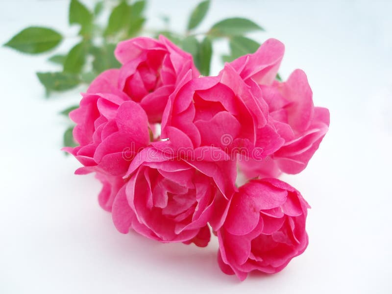 Two beautiful pink roses stock image. Image of romantic - 10066499