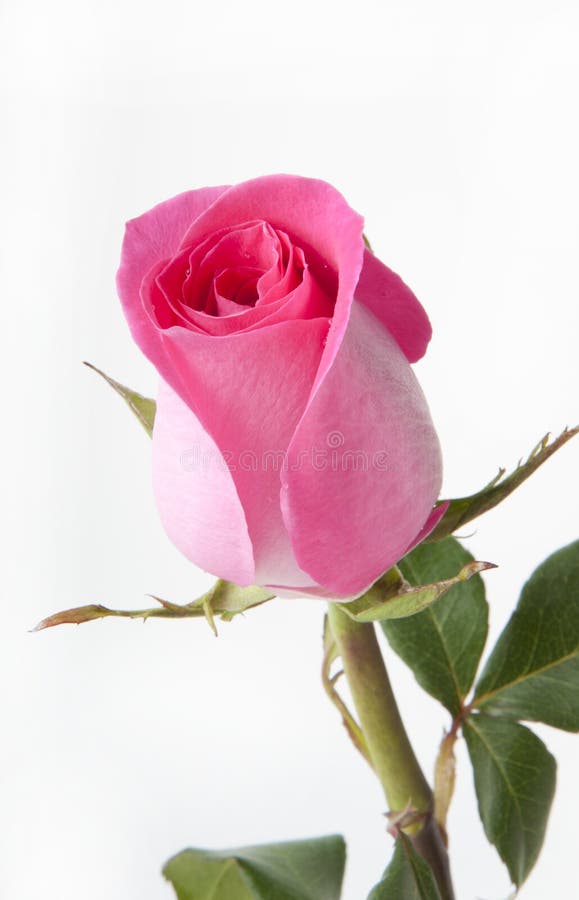 Pink rose stock image. Image of single, background, studio - 15008191