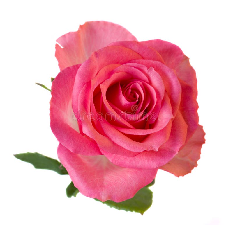 Pink rose stock photo. Image of gift, petal, love, fresh - 7644652