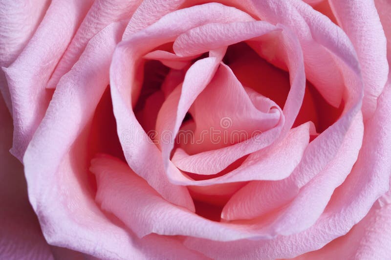 Pink rose stock image. Image of pink, relax, beauty, flower - 24844643