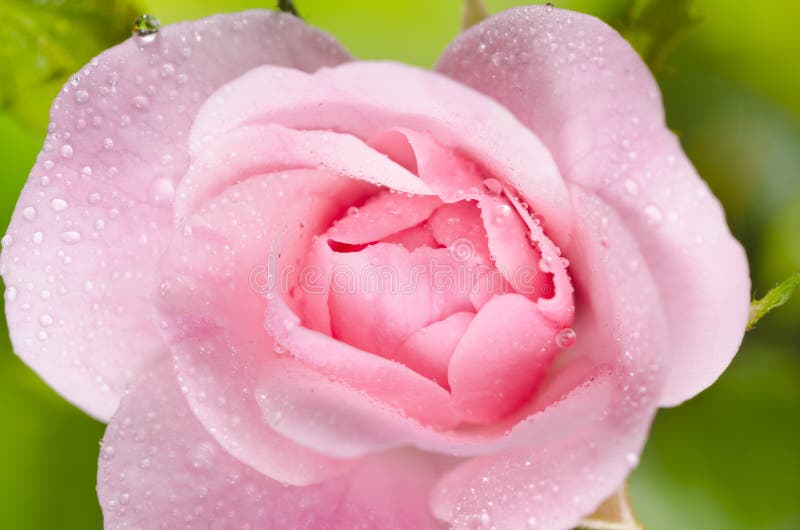 Floral Background, Flower of Fresh Pink Rose, Close Up, Macro Stock ...