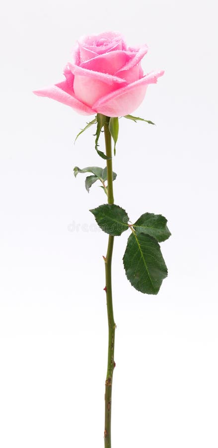 Pink rose stock image. Image of isolated, decorative - 29074583