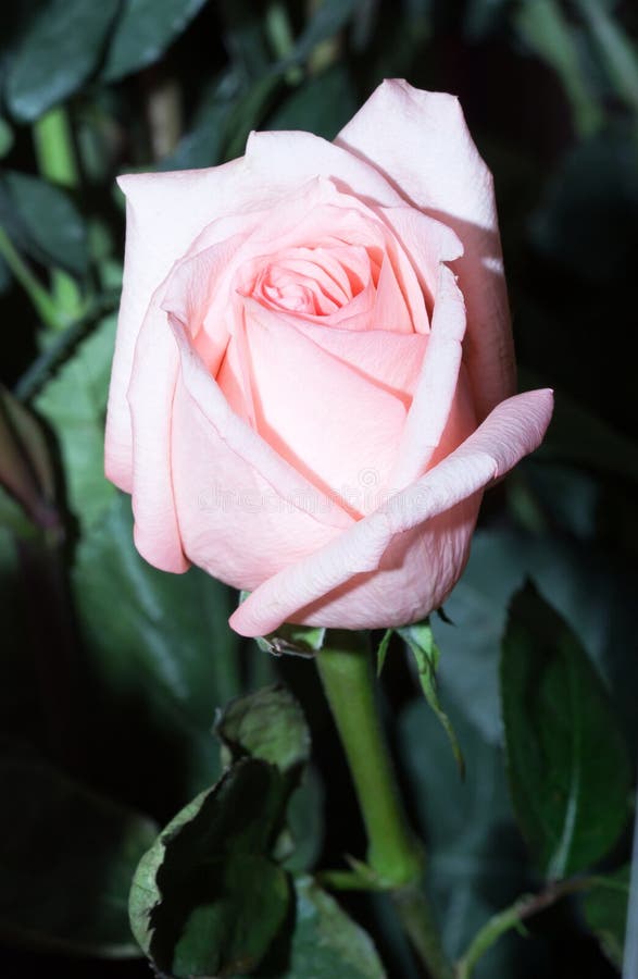 Pink rose stock photo. Image of nature, flower, stem - 37612452