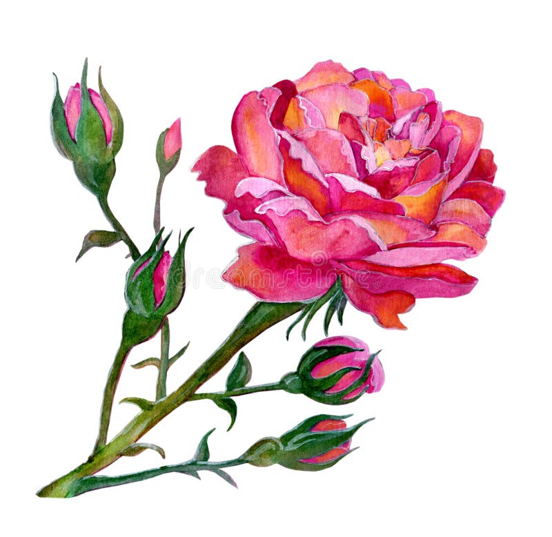 Bud Pink Tea Rose Stock Illustrations – 501 Bud Pink Tea Rose Stock ...