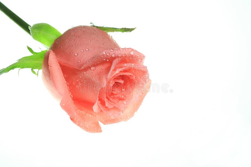Pink rose on veil stock photo. Image of romantic, nature - 593006
