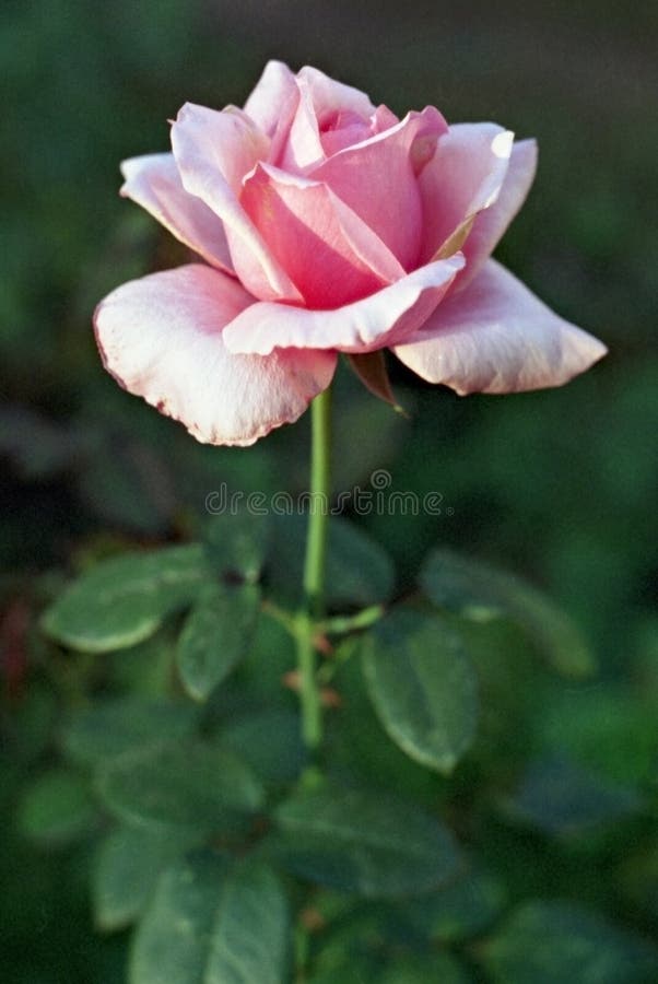 Pink rose stock photo. Image of rose, flower, green, pink - 594064