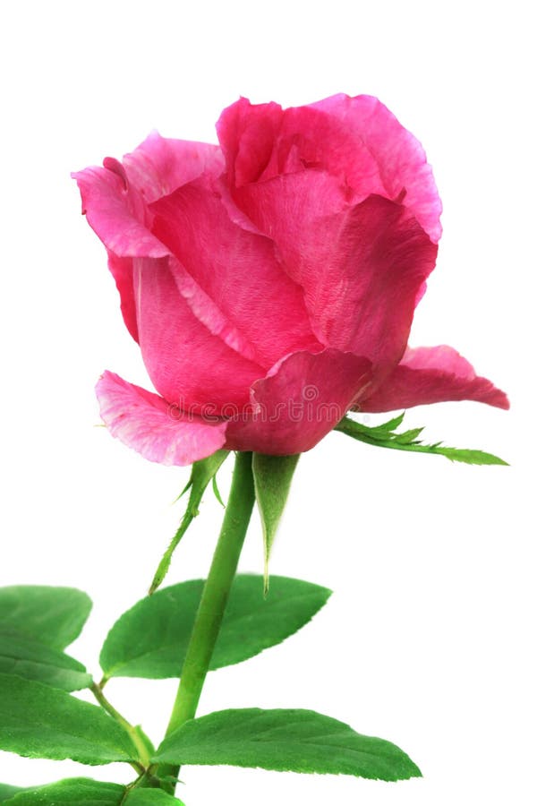 Hot Pink Rose stock photo. Image of green, flowers, fragrance - 217960