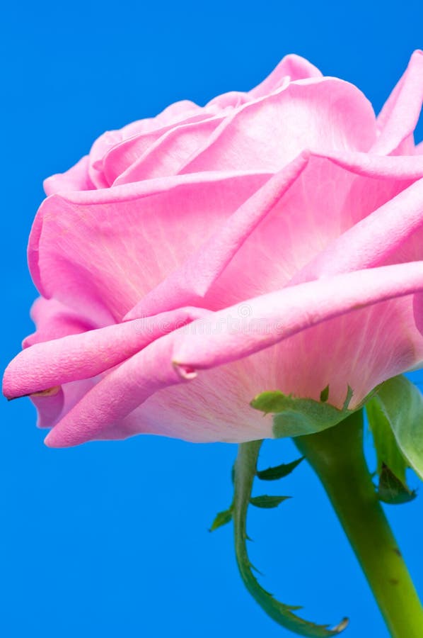 Pink rose stock image. Image of fresh, pink, petals, blue - 6621749