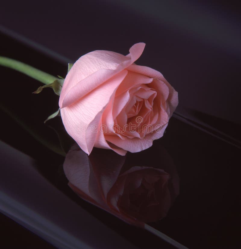 Pink rose stock photo. Image of reflection, beauty, black - 7291206