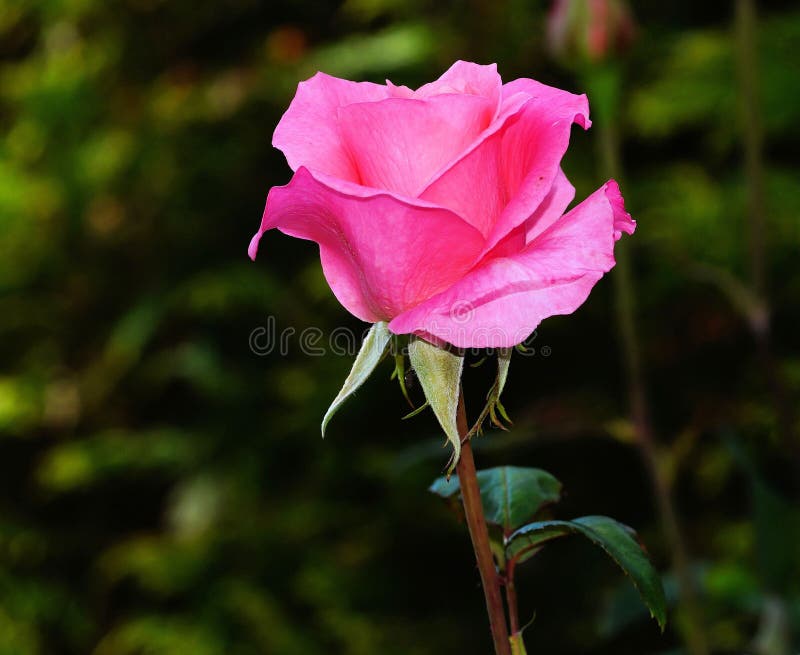 Pink Rose stock image. Image of bloom, pink, blossom - 84936861