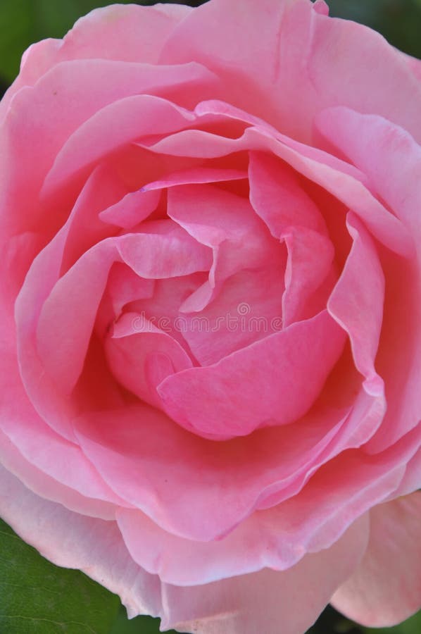 One Bright Pink Rose Growing in a Garden. Stock Image - Image of bright ...