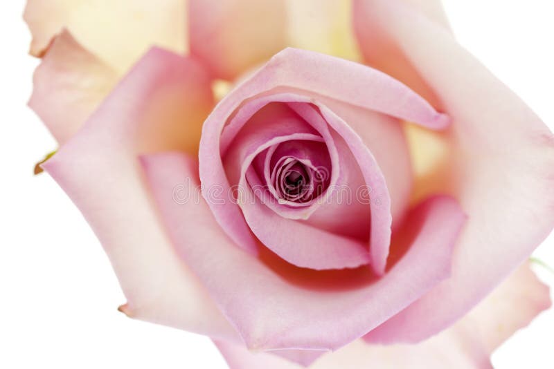 Pink Rose from Above stock photo. Image of macro, heat - 27481586