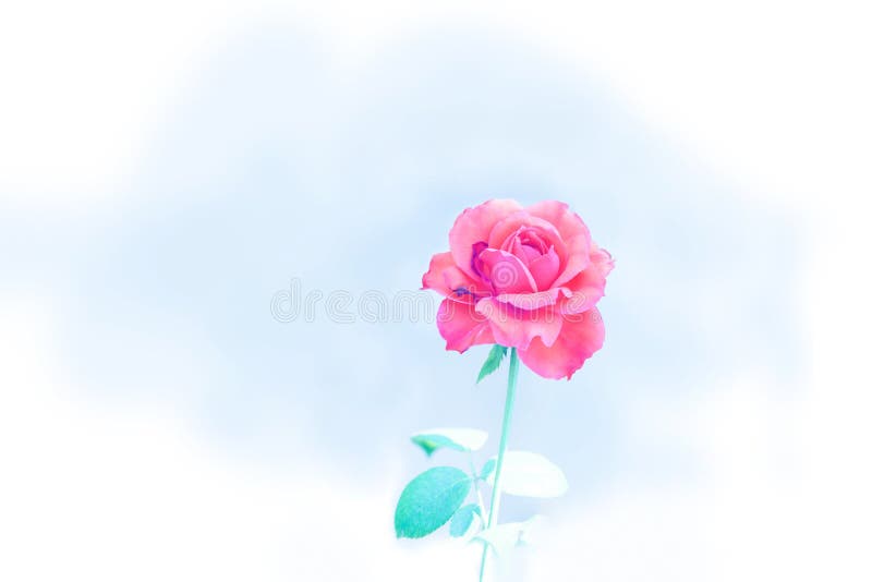 Pink Rose by Adjust Color Sweet Emotions Stock Illustration ...