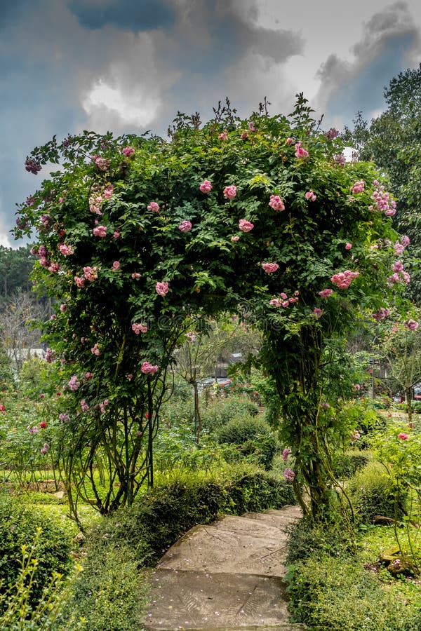 Rose Arch stock image. Image of flower, arch, front, enterence - 14666093