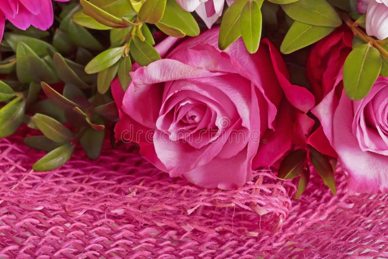 Pink rose in arrangement. stock image. Image of bright - 106582595