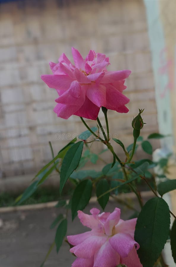 The Pink Rose of Assam State of India Stock Image - Image of white ...