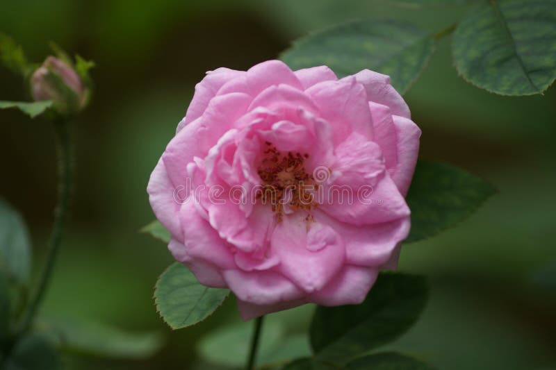 Pink Rose stock photo. Image of friendship, sympathy - 84407222