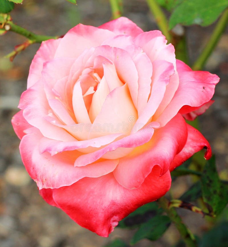 Pink rose stock image. Image of blossom, floral, awesome - 42062881