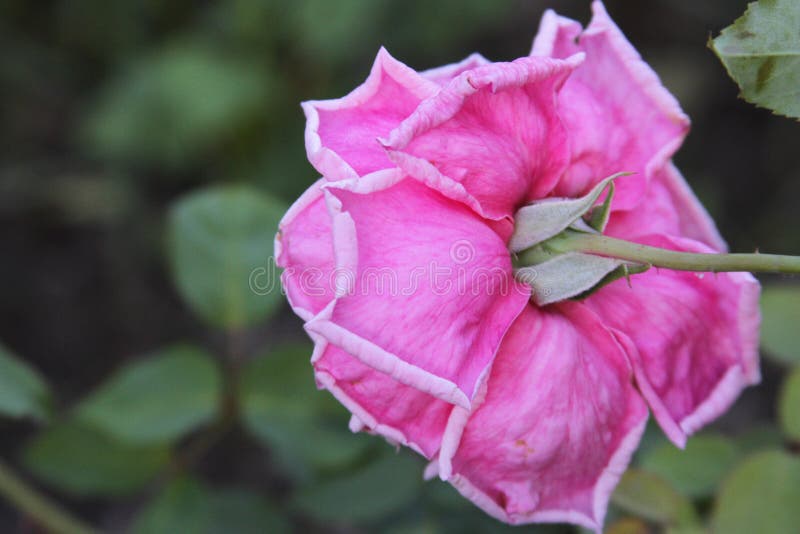 Pink Rose from the Back stock image. Image of plant, single - 71440047