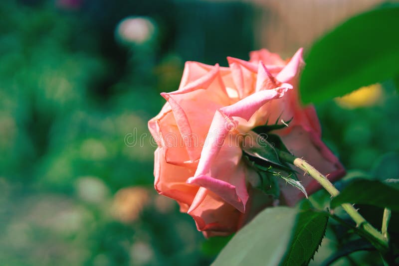 Pink Rose. Back View. Rose Petals. Background Stock Photo - Image of ...