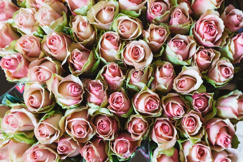 Pink Rose Background, Close-Up of Many Pastel Colored Roses Stock Image ...