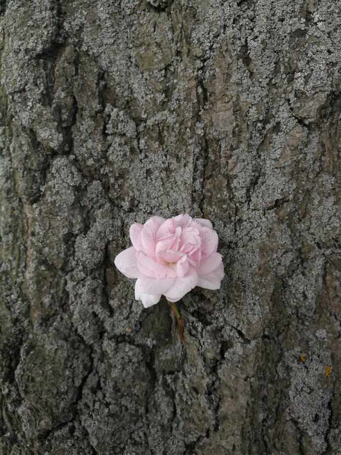 Rose in a tree stock image. Image of brown, rose, tree - 126127167
