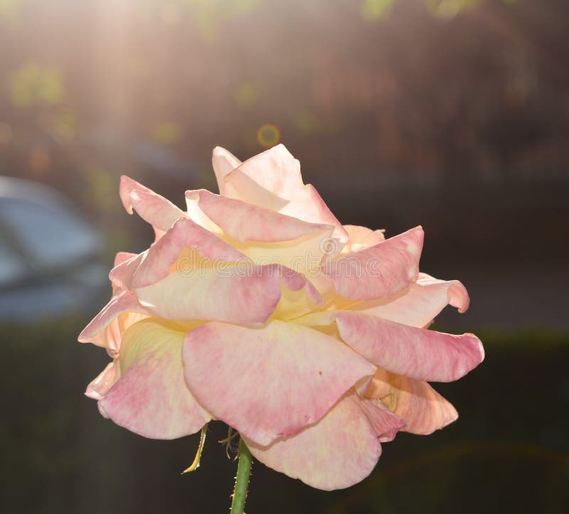 Pink Rose Bathed in the Summer Sun. Stock Photo - Image of mother ...