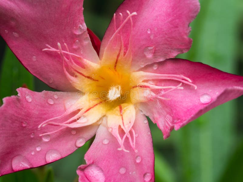 Pink Rose Bay Blooming stock image. Image of beauty, ocean - 79736465