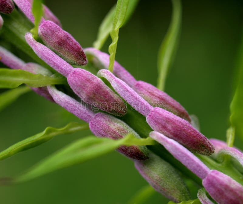 Pink Rose Bay Willow Herb Flower Stock Image - Image of petals, herb ...