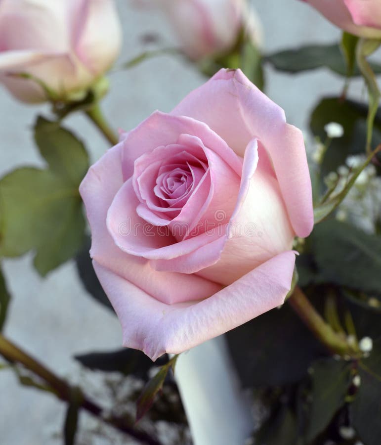 Pink rose. stock photo. Image of roses, rose, flowers - 51596356