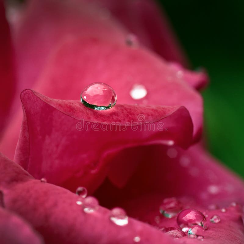 Pink rose stock photo. Image of growth, head, romance - 43008986