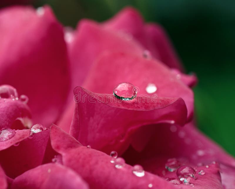 Pink rose stock photo. Image of full, open, rose, beauty - 43011588