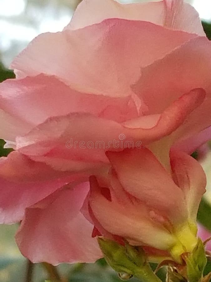 Pink rose stock photo. Image of stem, shades, pink, rose - 105411896