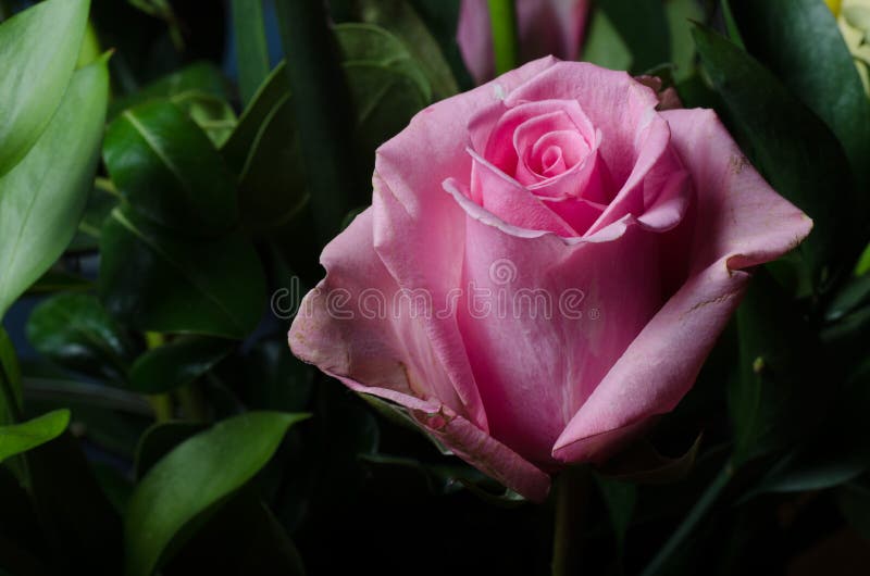 Pink Rose stock image. Image of detail, decorate, beauty - 30624701
