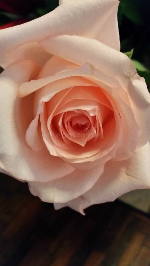 Pink Rose stock photo. Image of colored, light, rose - 60343356