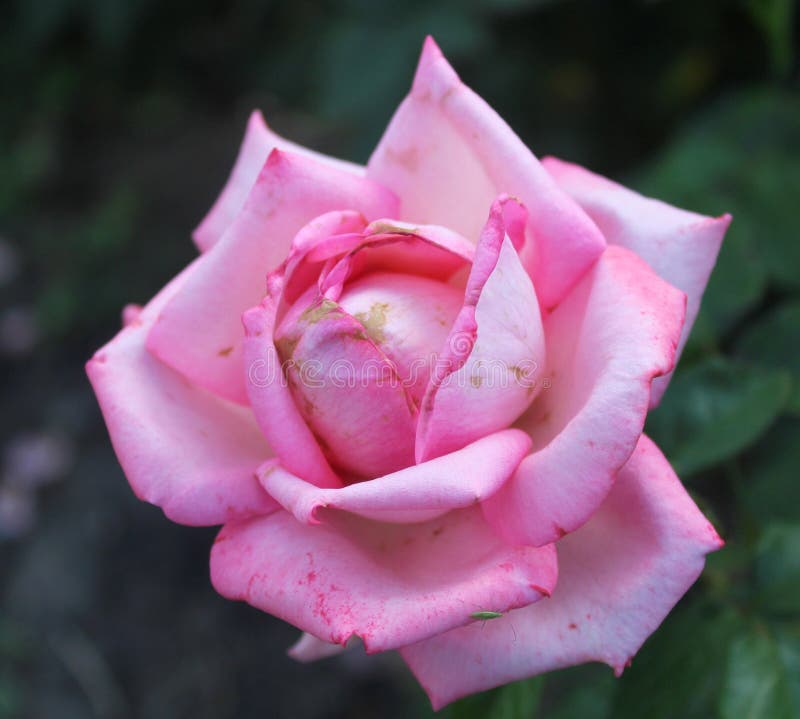 Pink rose stock photo. Image of beauty, beautiful, surprise - 95571960