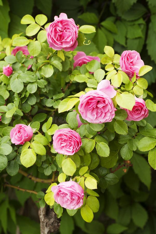 A Row of Pink Standard Roses in a Garden Stock Photo - Image of ...