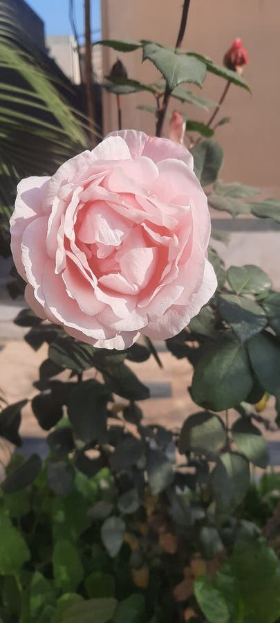 Rose Beauty stock photo. Image of sleeping, beauty, untouched - 53560930