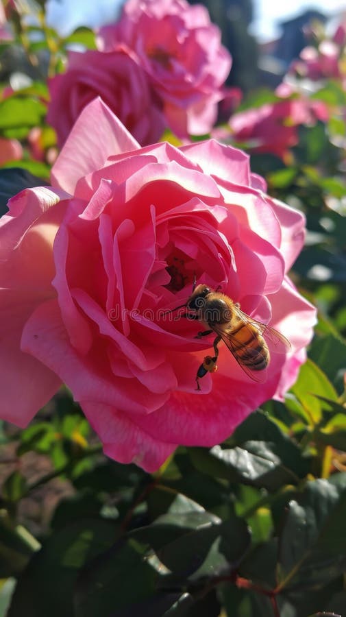Pink Rose with a Bee Collecting Nectar, Close-up View. Nature and ...