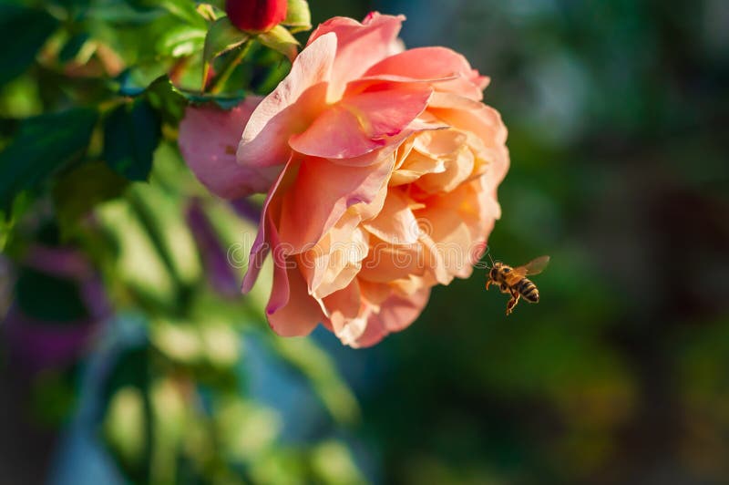 Pink Rose with Bee stock photo. Image of pollinate, spring - 307729568