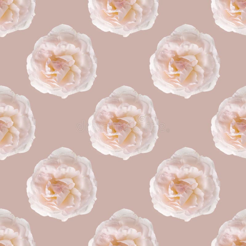 Pink Rose on Beige Background. Seamless Flower Pattern Stock Image ...