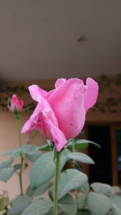 117 Kali Rose Stock Photos - Free & Royalty-Free Stock Photos from ...