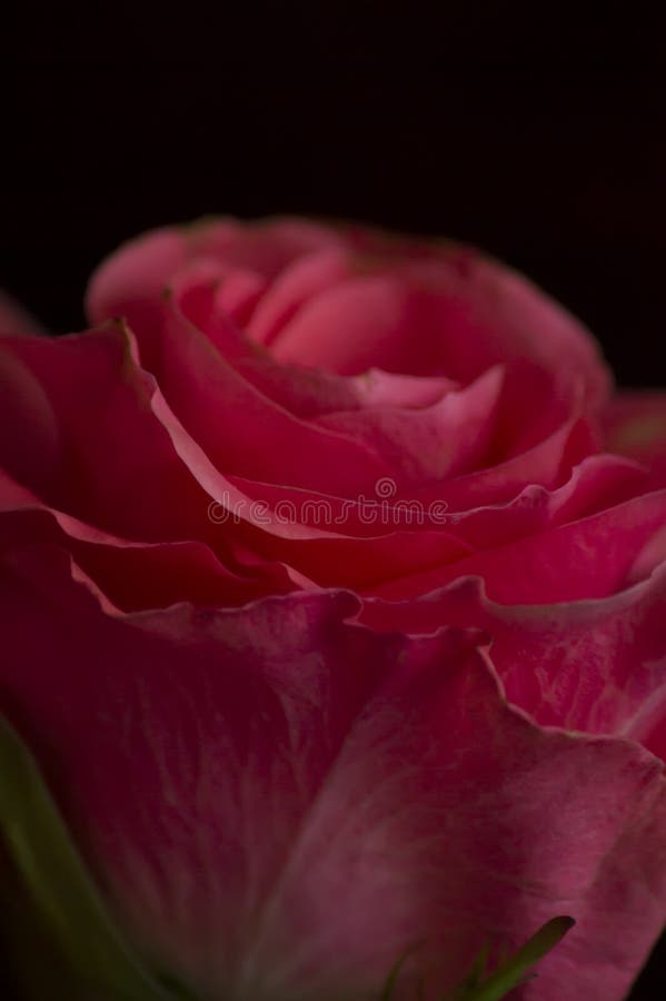 Pink Rose on Black Background. Stock Photo - Image of nature, green ...